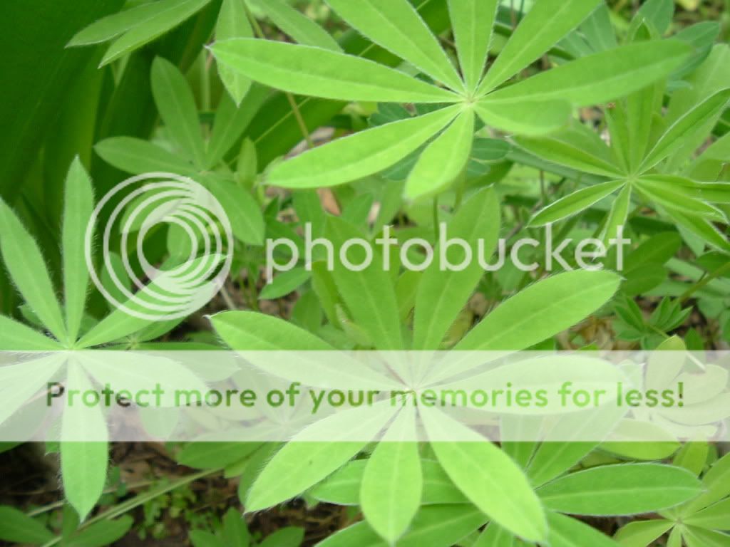 Mystery Plant. Star Shaped Leaves. Please help.