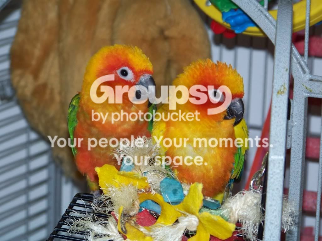 Is this a Sun or a "Sunday" conure (pics) | Avian Avenue Parrot Forum