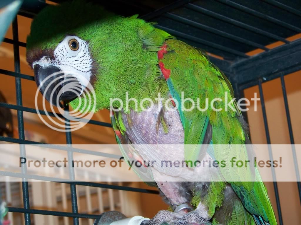 Just Rescued a Severe Macaw!!!! | Avian Avenue Parrot Forum