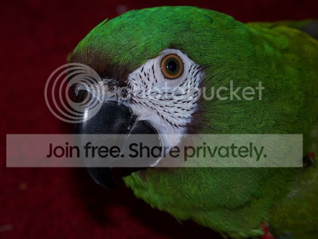 Just Rescued a Severe Macaw!!!! | Avian Avenue Parrot Forum