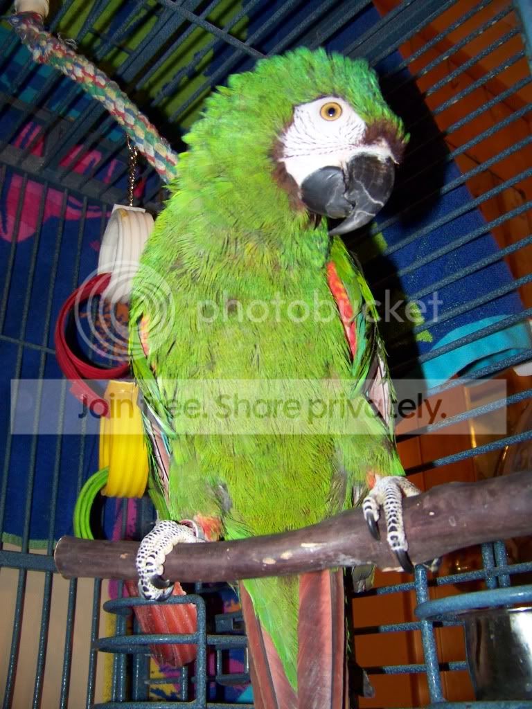 New Severe Macaw Rescue | Avian Avenue Parrot Forum