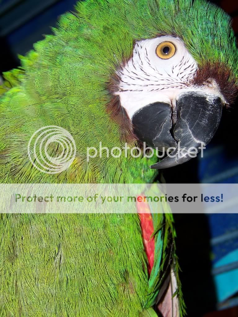 New Severe Macaw Rescue | Avian Avenue Parrot Forum