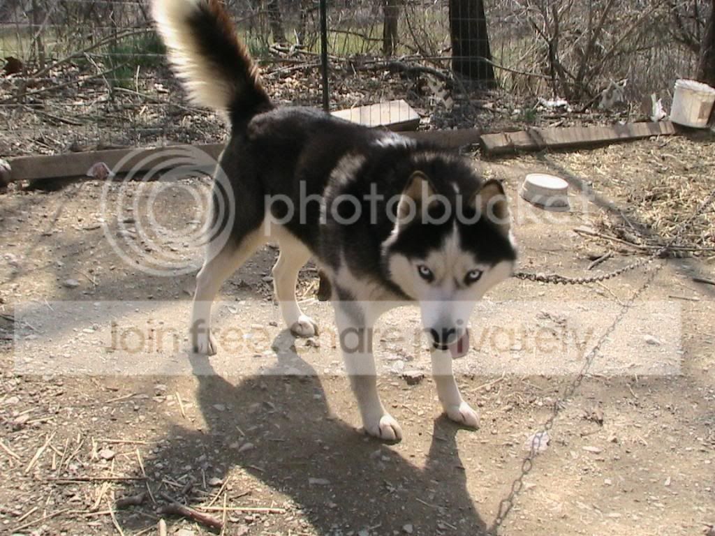 WHAT BREED AND HOW MANY DOGS[POOCHES!!]? | Candle Power Flashlight Forum