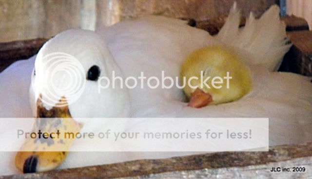 My Baby Call Ducks have Hatched **CUTE PICS** | BackYard Chickens ...