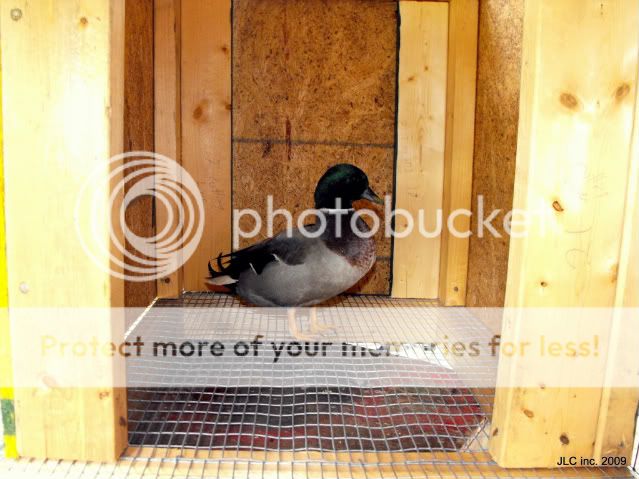 *Pics* of my new call duck pen I'm building | BackYard Chickens - Learn ...