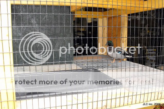 *Pics* of my new call duck pen I'm building | BackYard Chickens - Learn ...